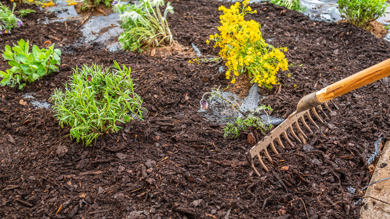 15 Plants You Should Always Mulch In Fall For A More Successful Spring