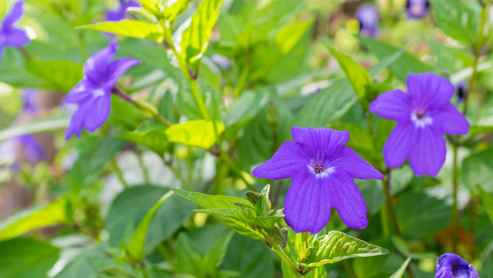 15 Purple Flowering Ground Covers That Will Add Gorgeous Color To Your Yard