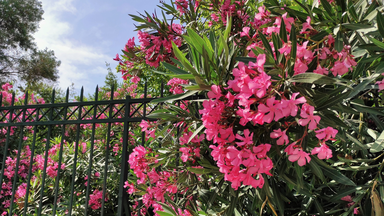 15 Shrubs That Are Perfect For Full Sun Areas In Your Yard