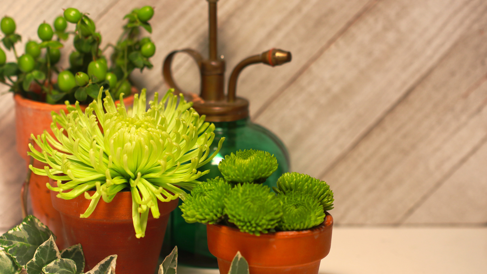 15 Stunning Green Flowers You Should Grow In Your Garden