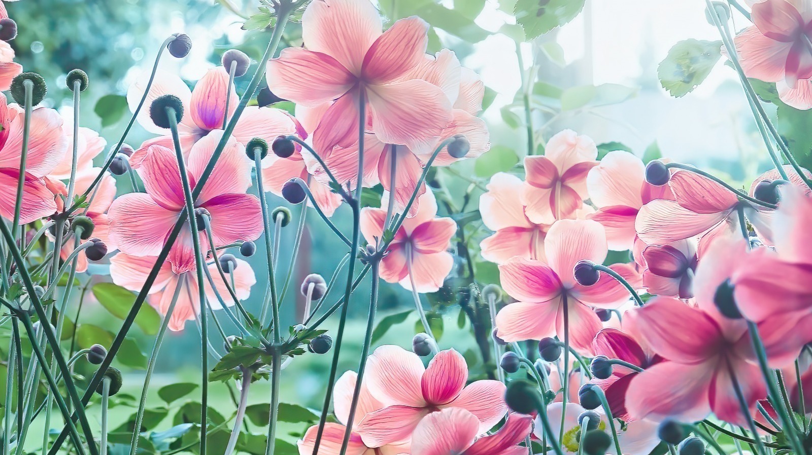 15 Types Of Anemone Flowers