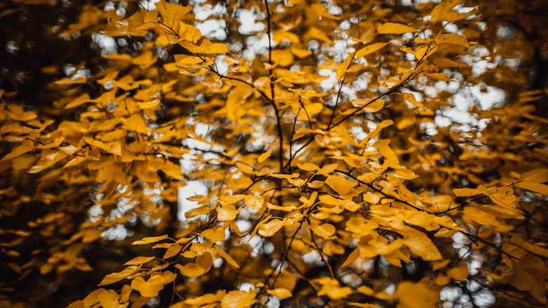 15 Types Of Flowering Pear Trees That Are Good For Any Garden