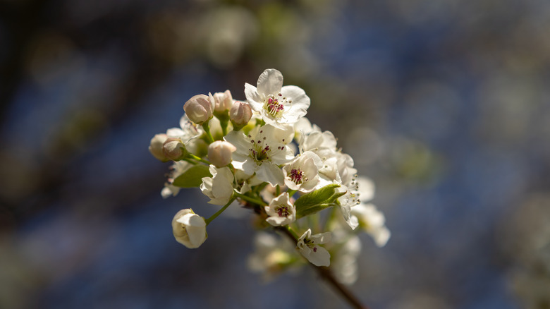 15 Types Of Flowering Pear Trees That Are Good For Any Garden