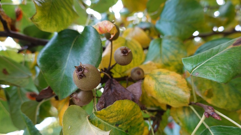 15 Types Of Flowering Pear Trees That Are Good For Any Garden