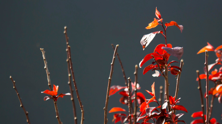 15 Types Of Flowering Pear Trees That Are Good For Any Garden