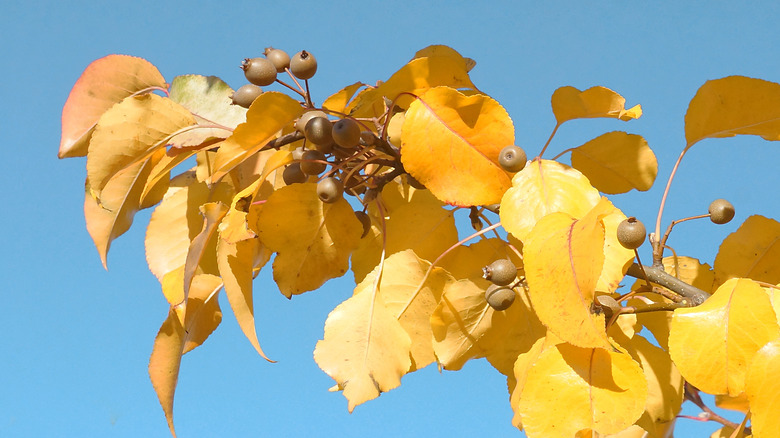 15 Types Of Flowering Pear Trees That Are Good For Any Garden