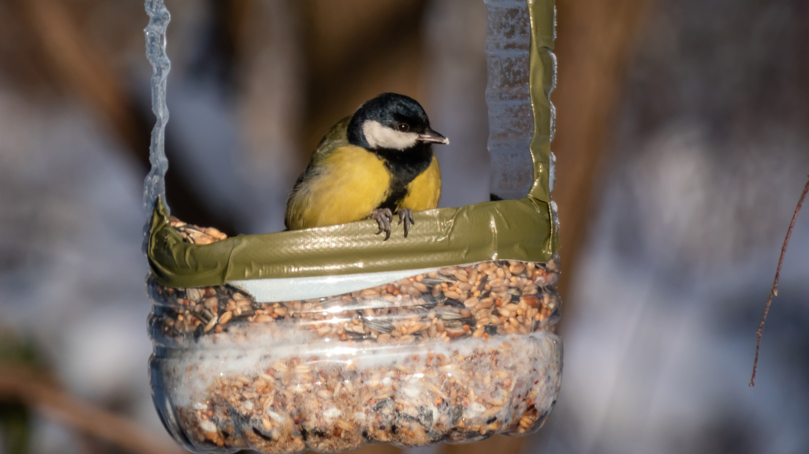 16 Budget-Friendly DIY Feeders That Will Keep Birds Flocking To Your ...