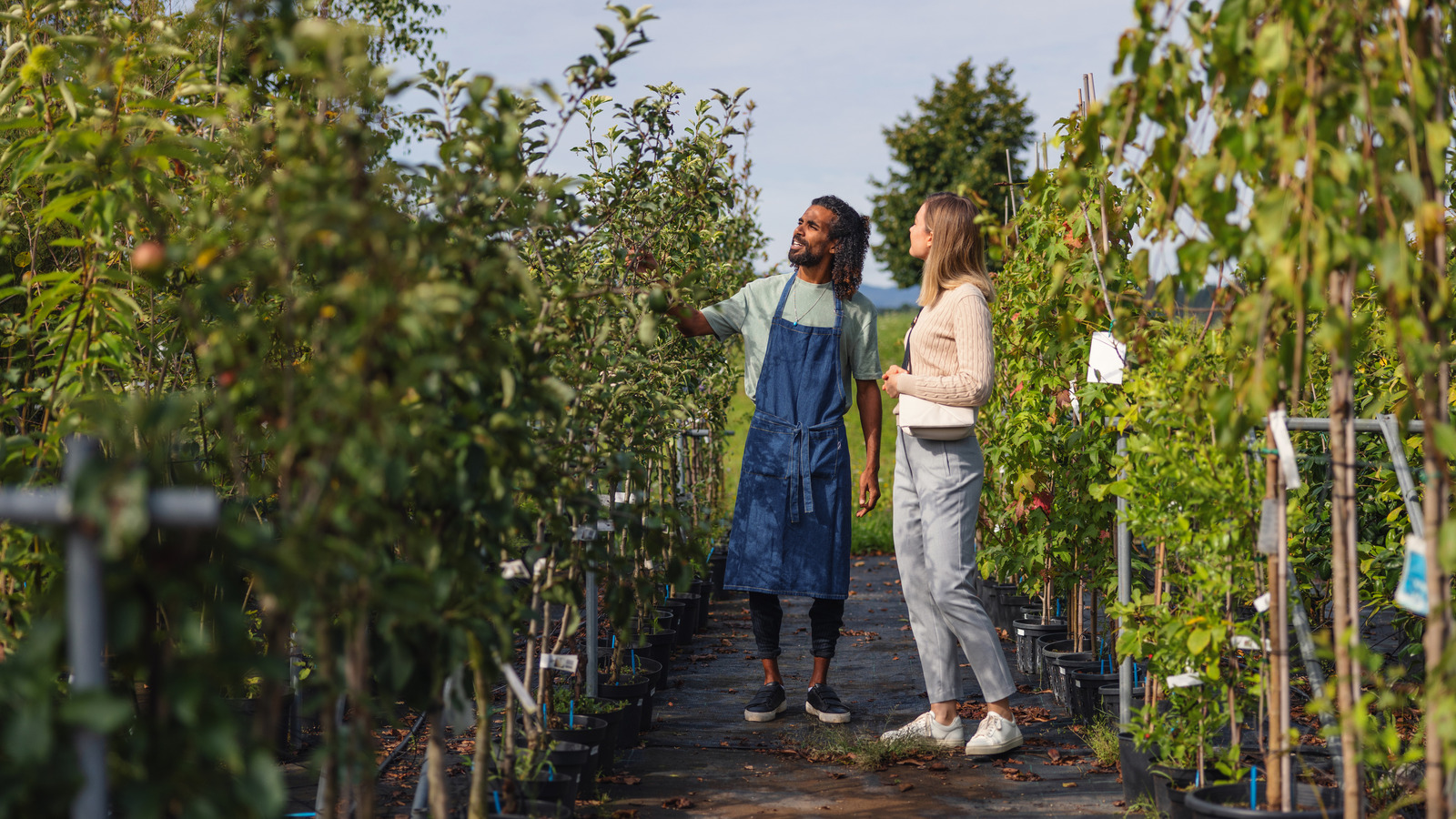 What Are The Most Affordable Tree Species To Buy On A Budget