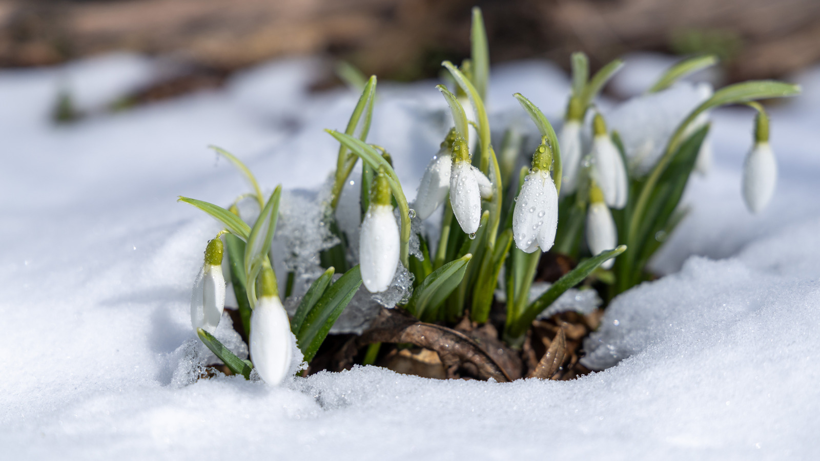 16 Winter Gardening Tips You Should Know For Healthier Plants In Spring