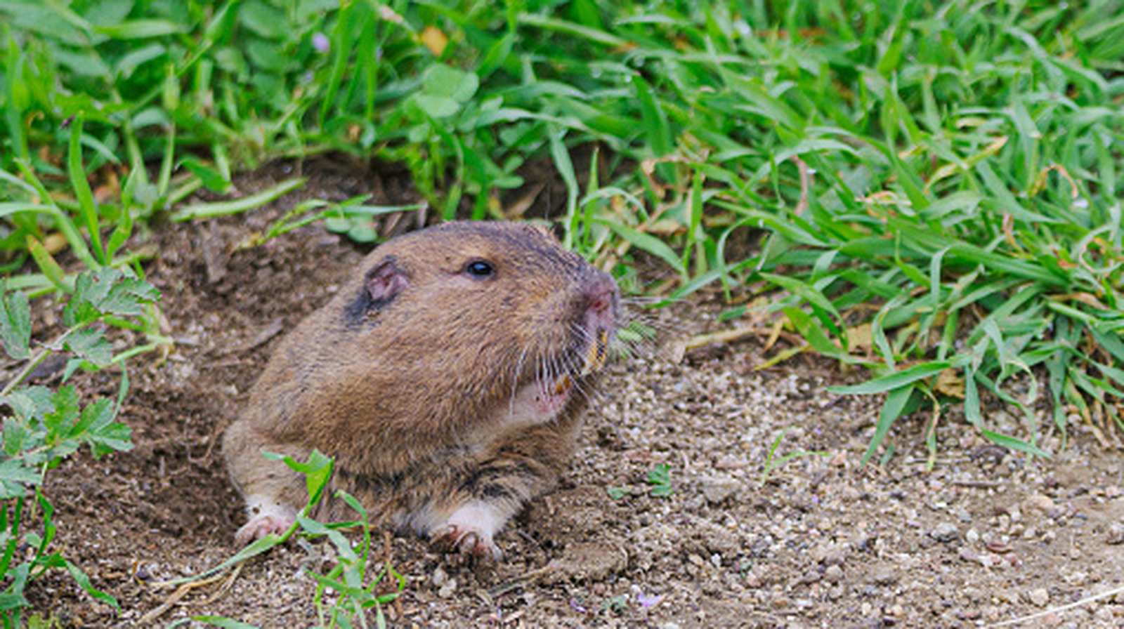 17 Plants That Can Help Keep Gophers Out Of Your Yard & Garden