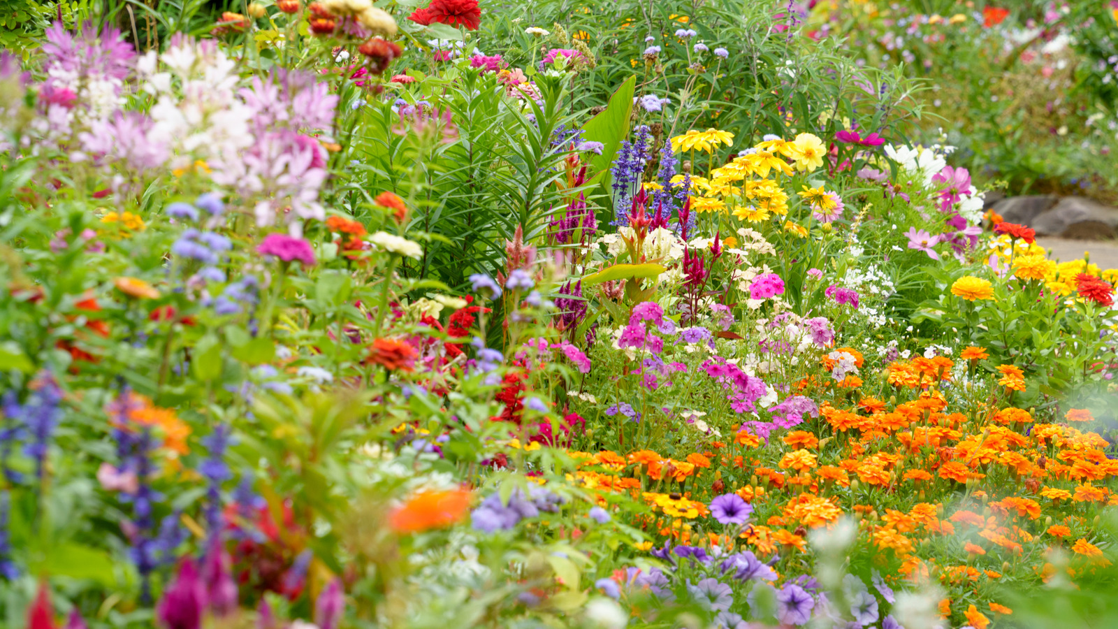 17 Self-Seeding Flowers That Effortlessly Fill Your Yard With Color