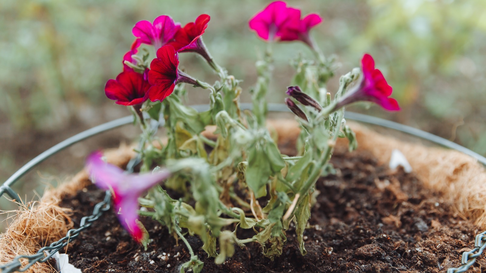 How To Revive Petunias And Make Them Look Fuller With These 17 Genius ...