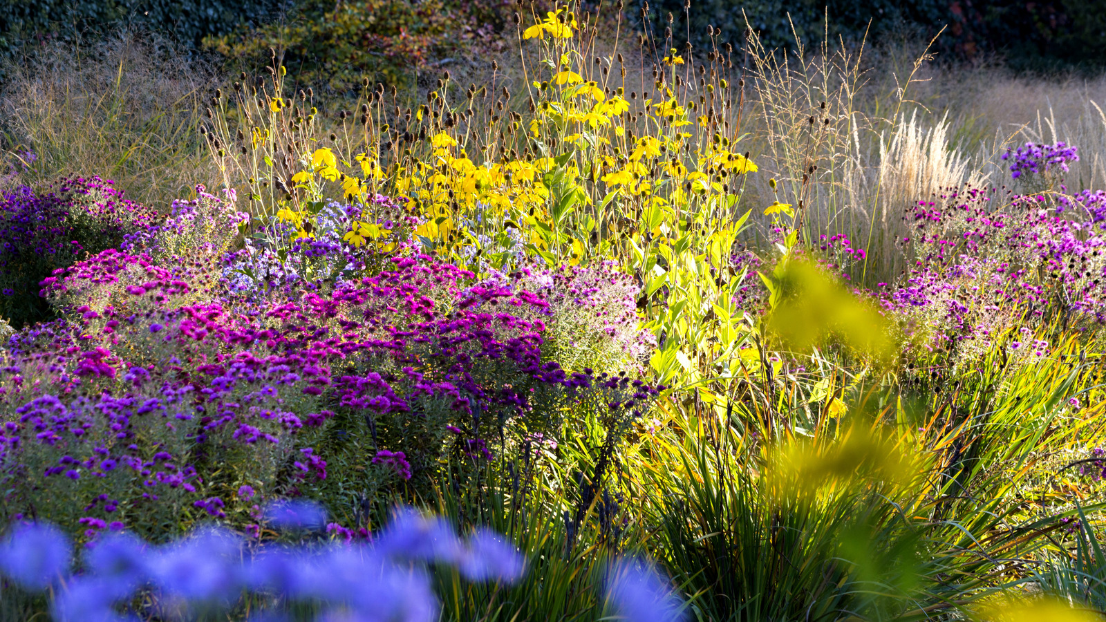 18 Beautiful Flowering Plants That Are Considered Invasive Species