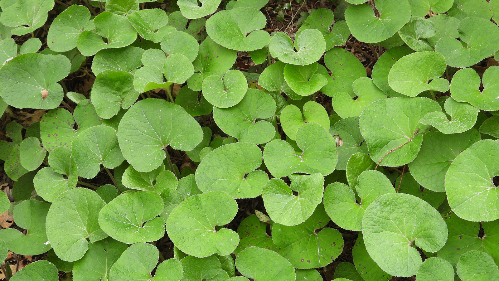 18 Beautiful Ground Covers That Are Great For Preventing Soil Erosion