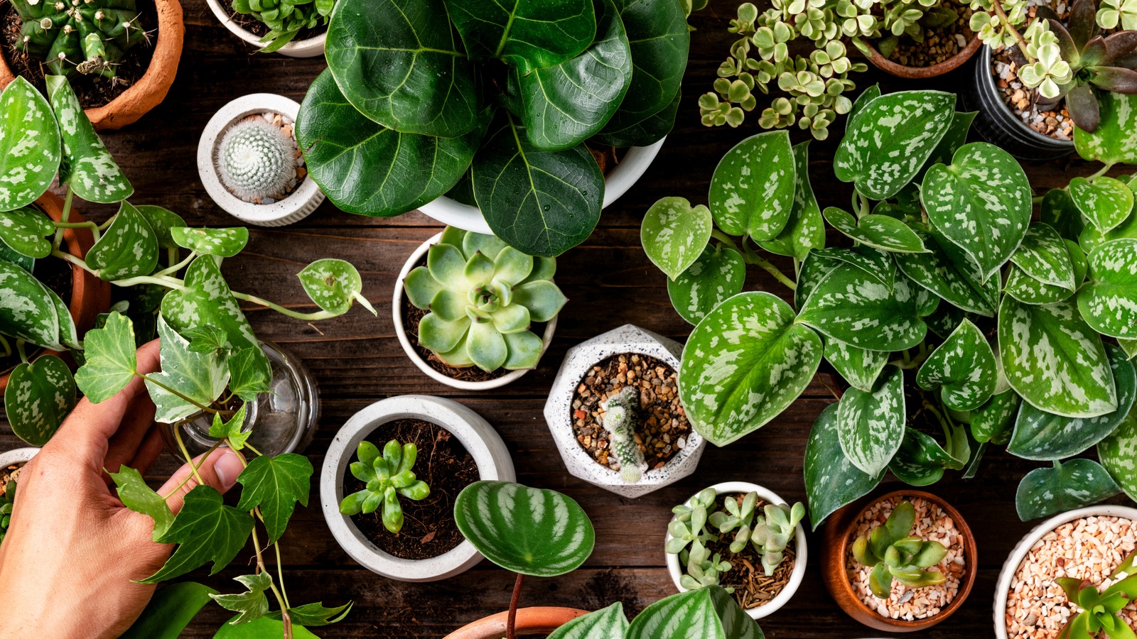 20 Houseplants That Can Bring You Good Luck