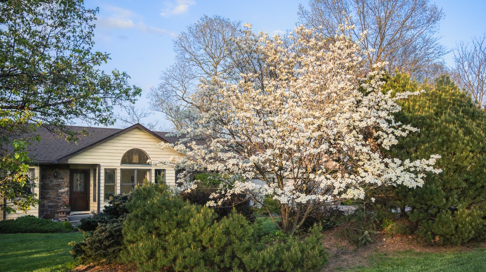 20 Stunning Dogwood Tree And Shrub Varieties That Belong In Your Yard