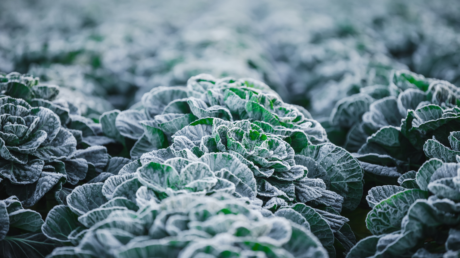 20 Vegetables You Should Wait To Harvest After A Big Frost