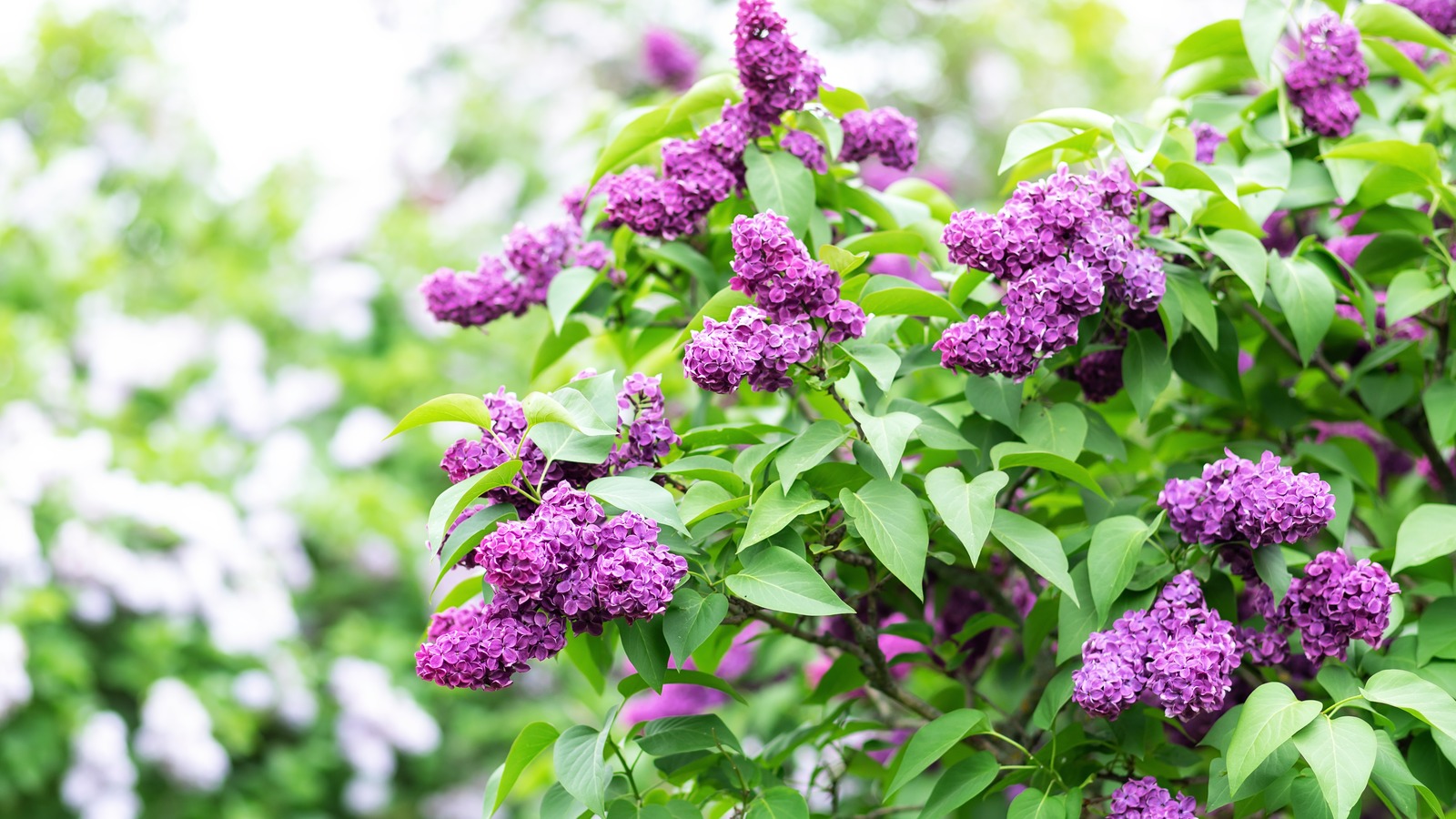 21 Companion Plants You'll Want Next To Your Fragrant Lilacs This Year