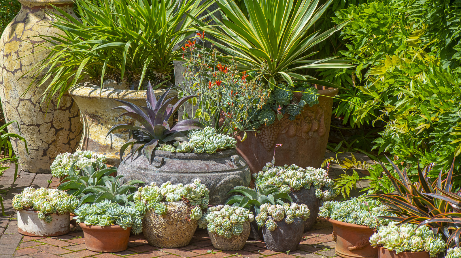 21 Fast-Growing Succulent Plants To Consider Growing