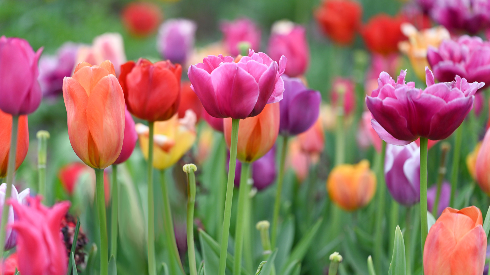 23 Gorgeous Tulip Varieties You Can Still Plant Until December ...