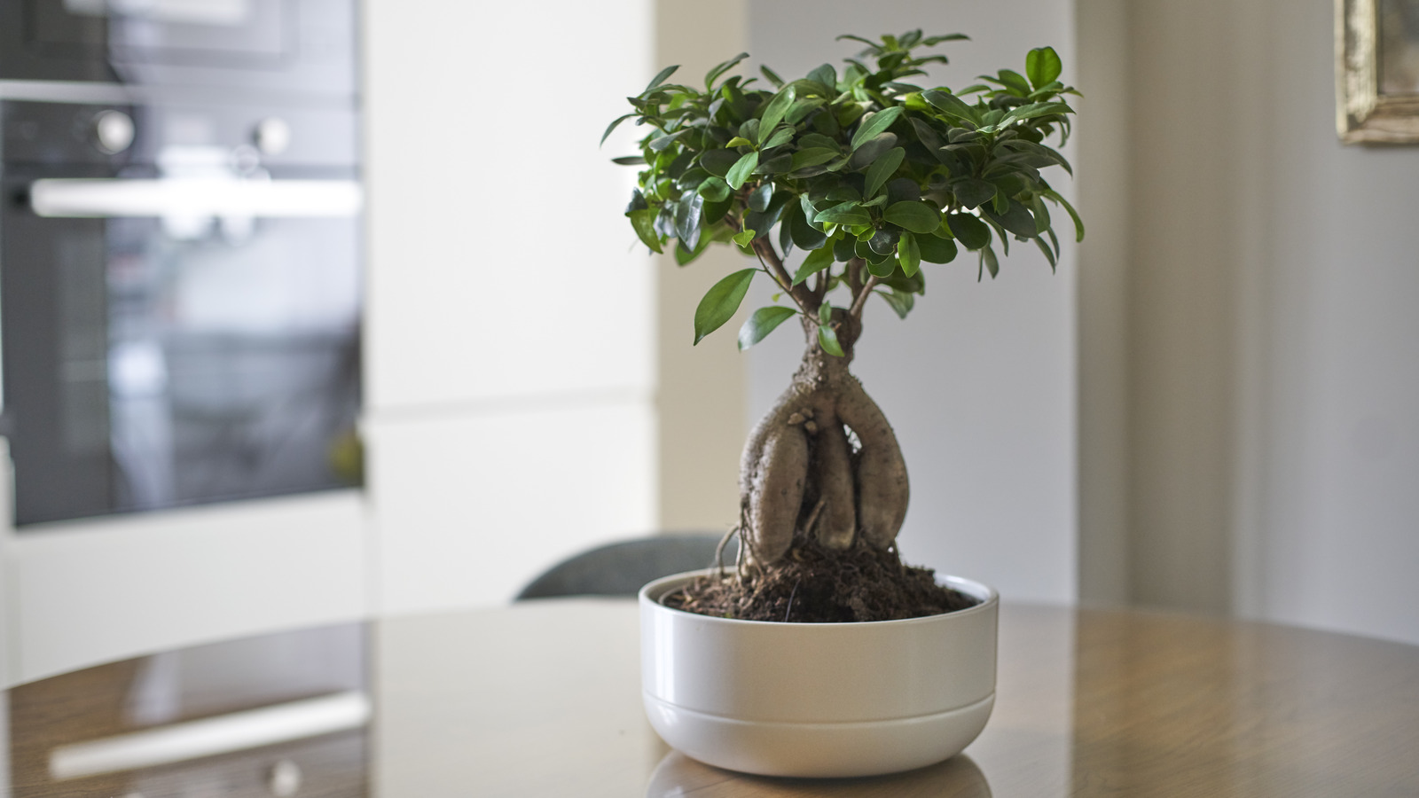 Types Of Bonsai Trees Indoor