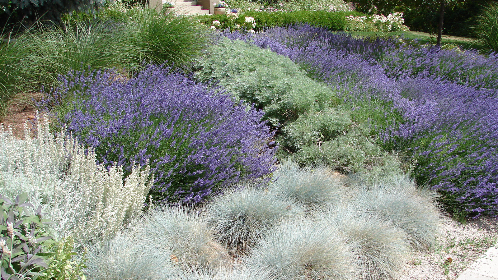 Plants To Include In Your Fantasy Garden With Silver Foliage