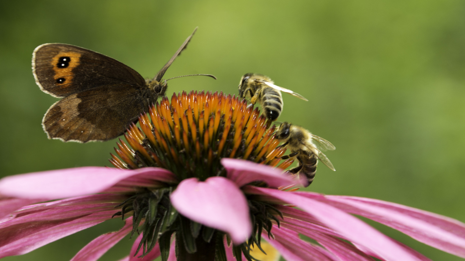 26 Flowers That Attract Pollinators And Are Easily Grown From Seed