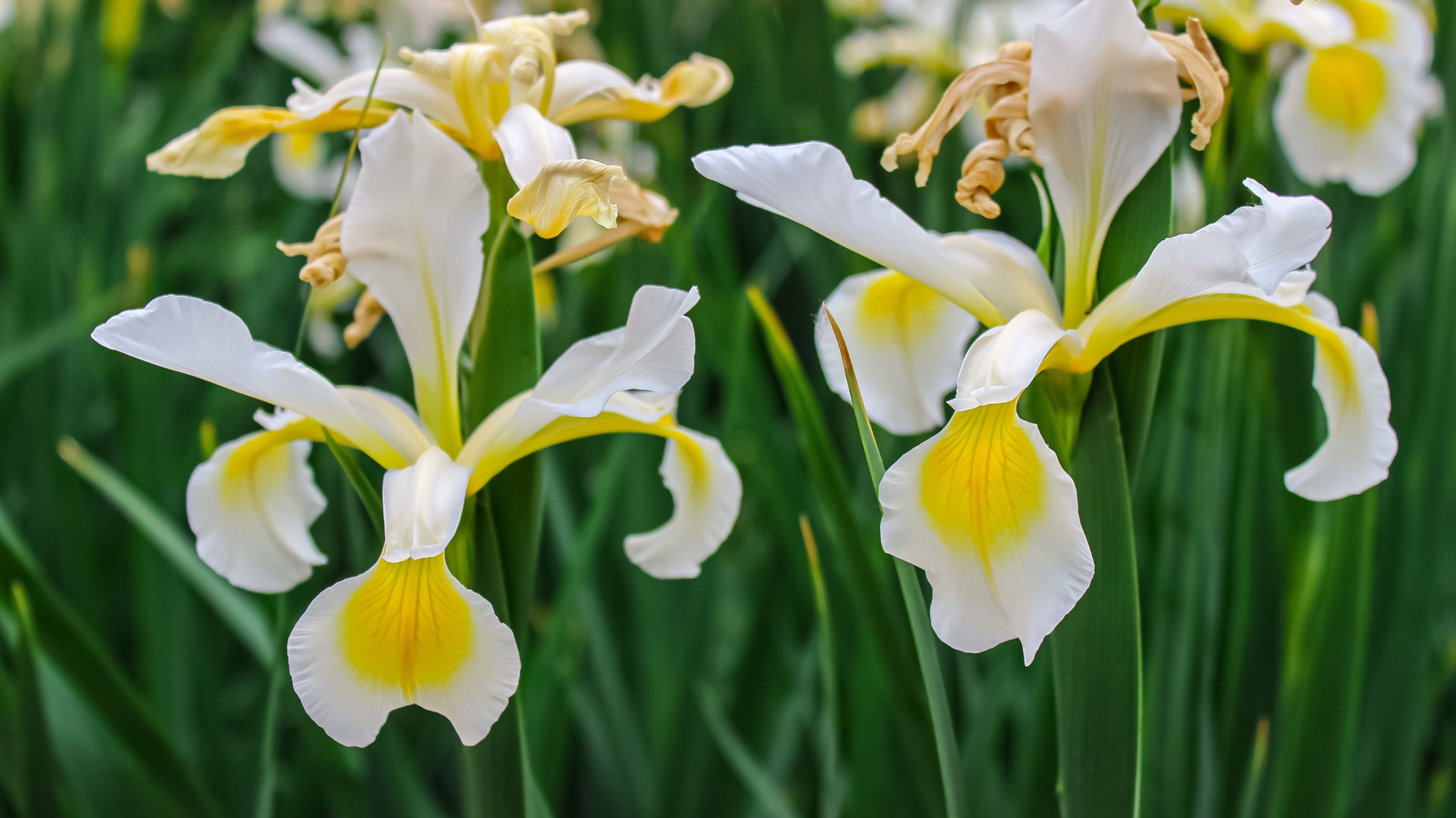 27 Beautiful Varieties Of White Iris Flowers (& Tips For Growing Them)