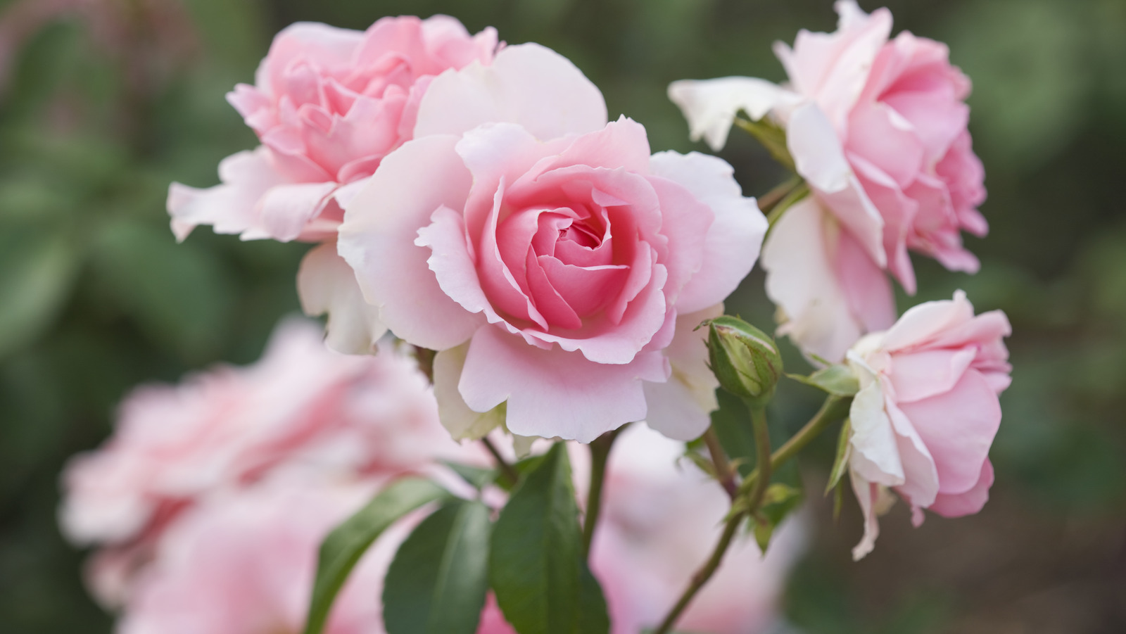 29 Pink Rose Varieties To Make A Blushing Garden