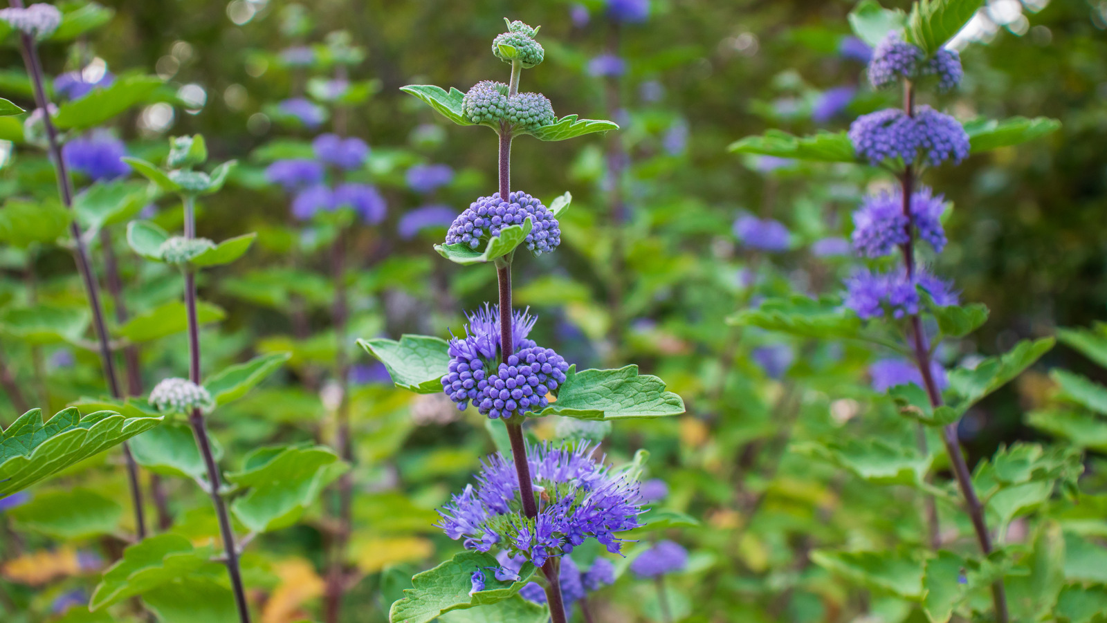 3 Places You Can Plant Stunning Bluebeard To Attract More Birds To Your ...