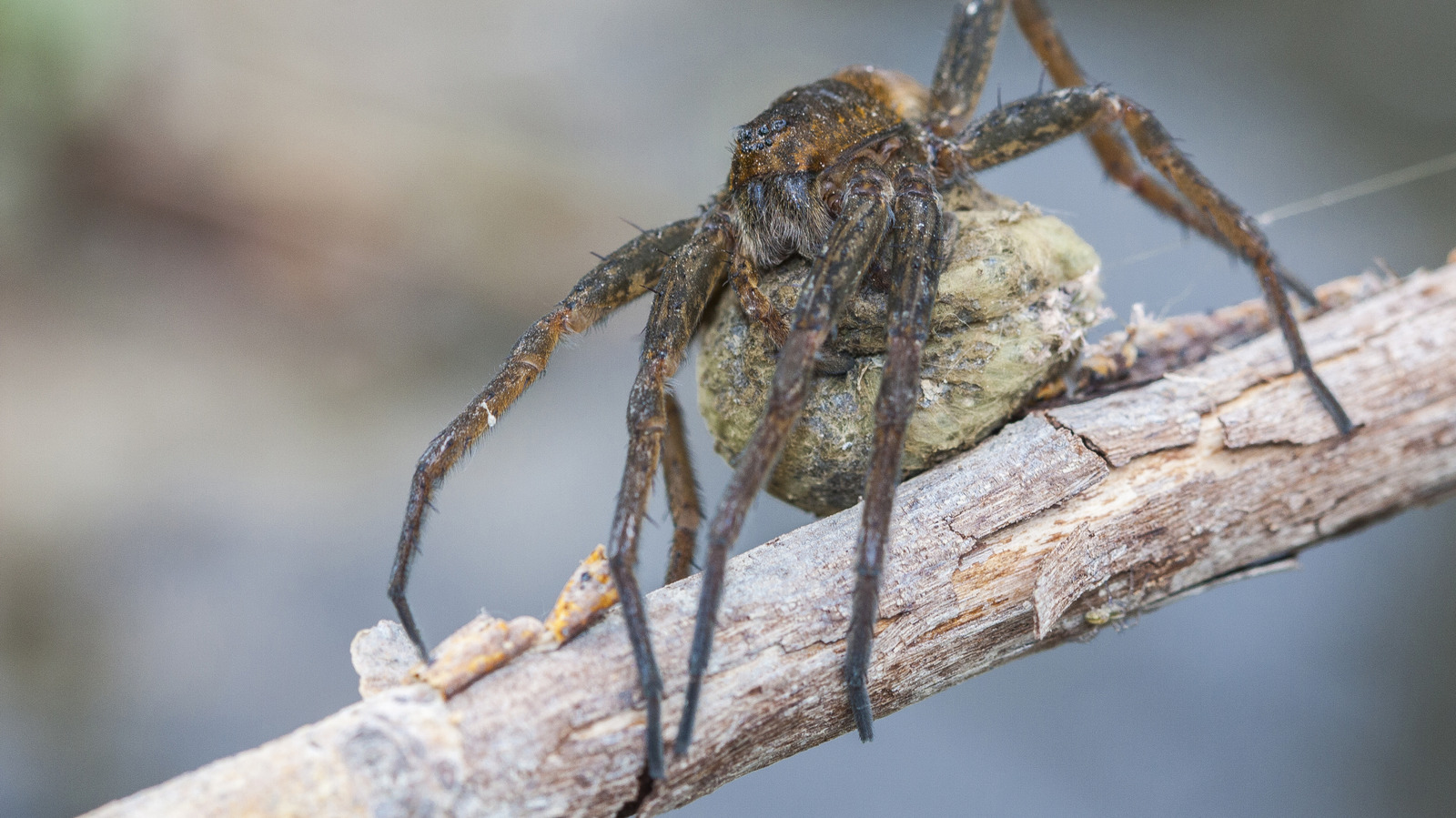 3 Spiders That Are Attracted To Coastal Landscapes (And What You Can Do ...