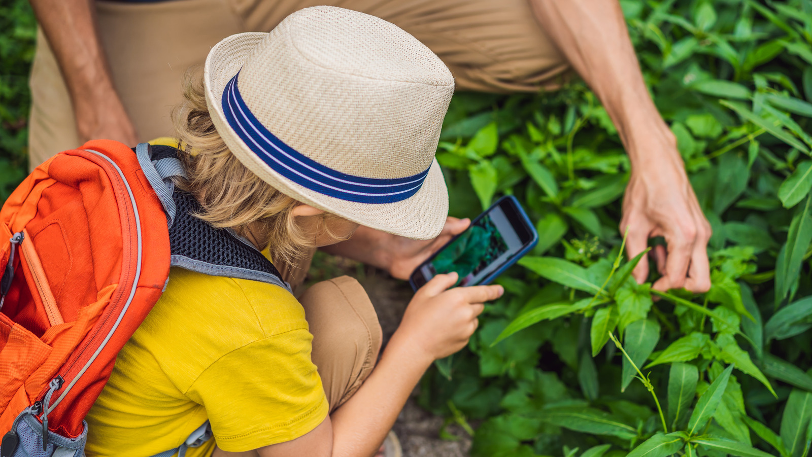 3 Top Plant Identifying Apps To Help You Become A Master Gardener