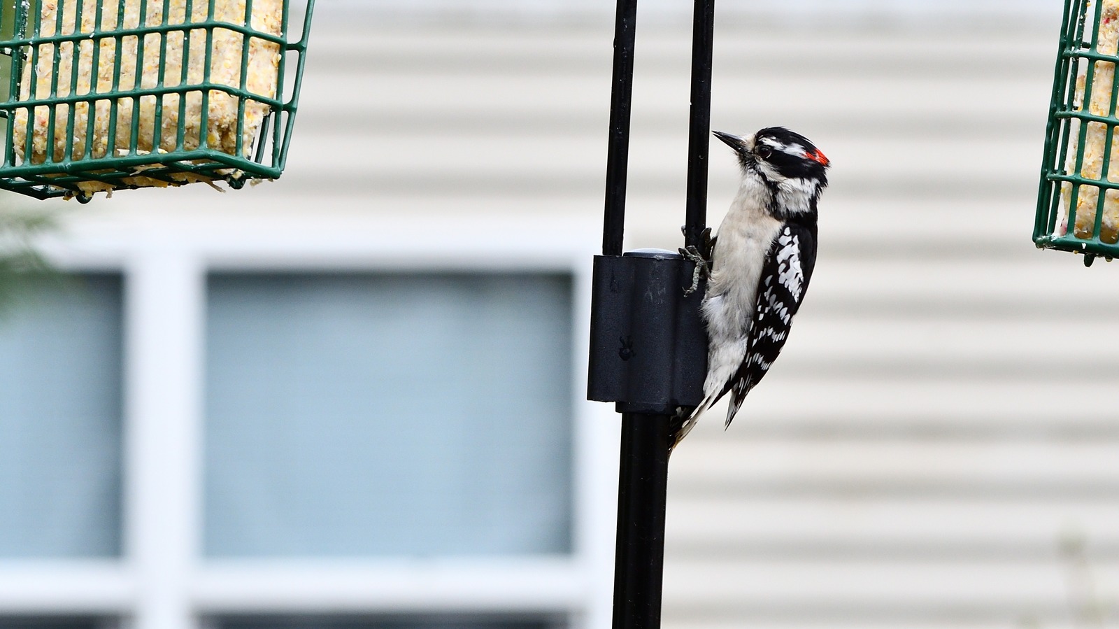 4 Ways You Can Deter Woodpeckers From Your Home And Garden (And 1 To Avoid)