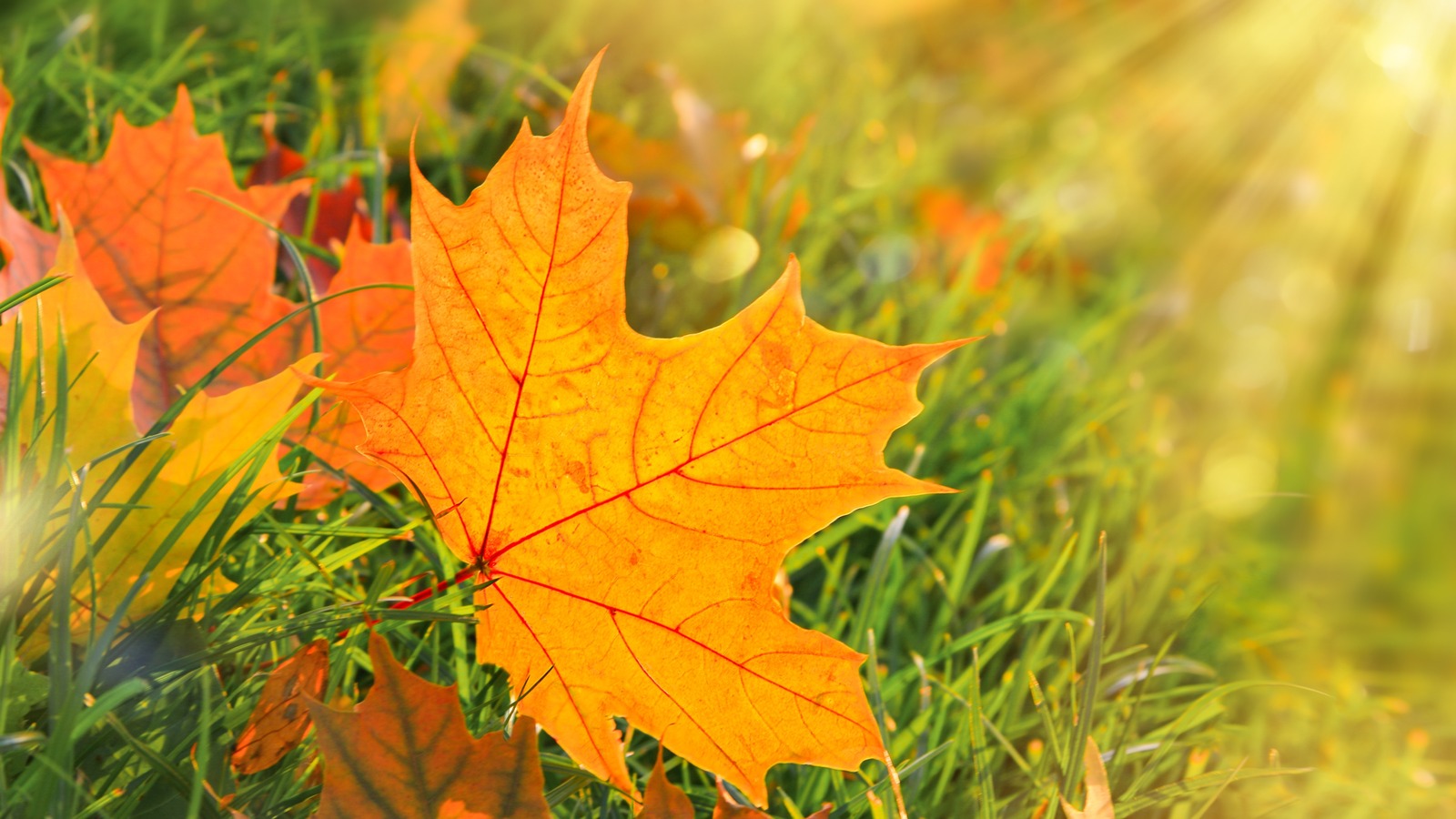 5 Creative Ways To Use Fall Leaves In Your Décor