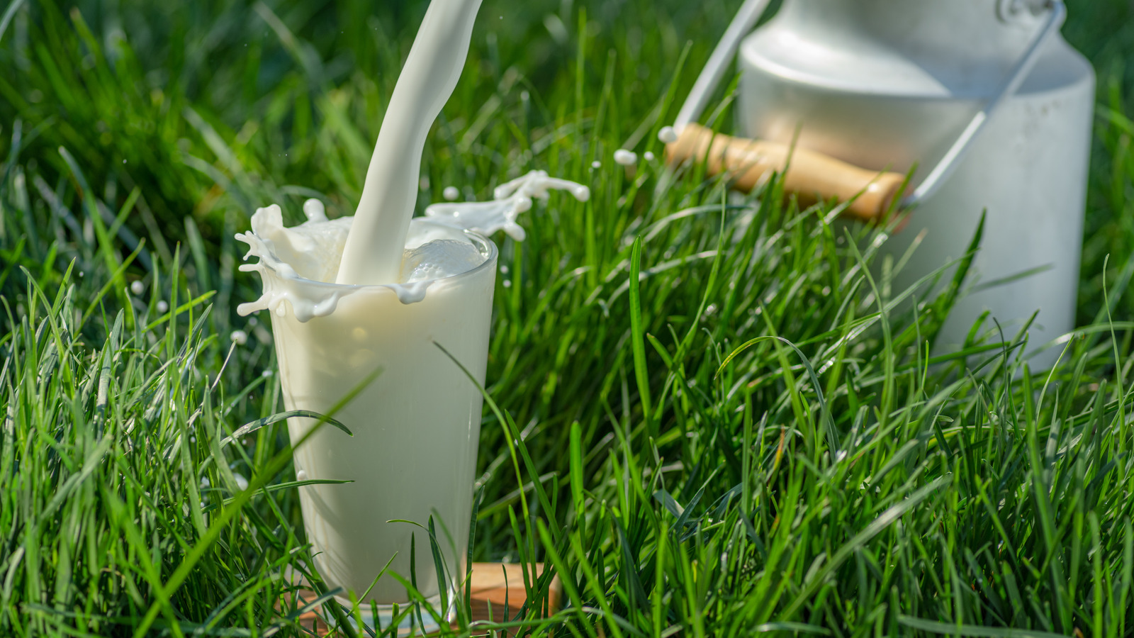 5 Creative Ways To Use Milk In Your Garden