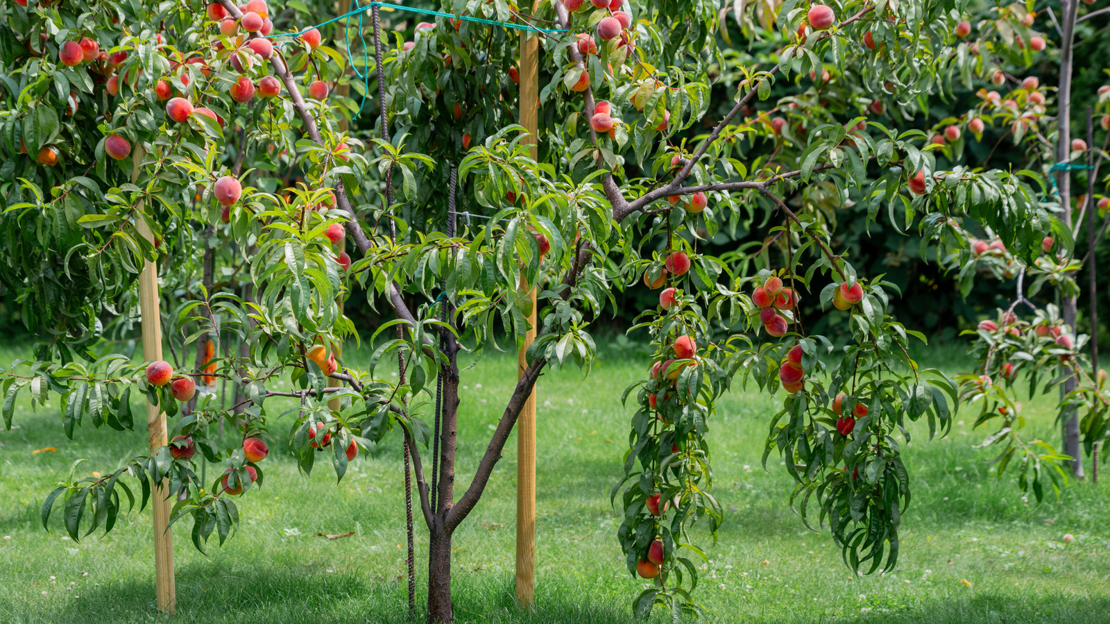 5 Fruit Tree And Shrub Combinations You Shouldn't Grow Too Close Together In Your Yard