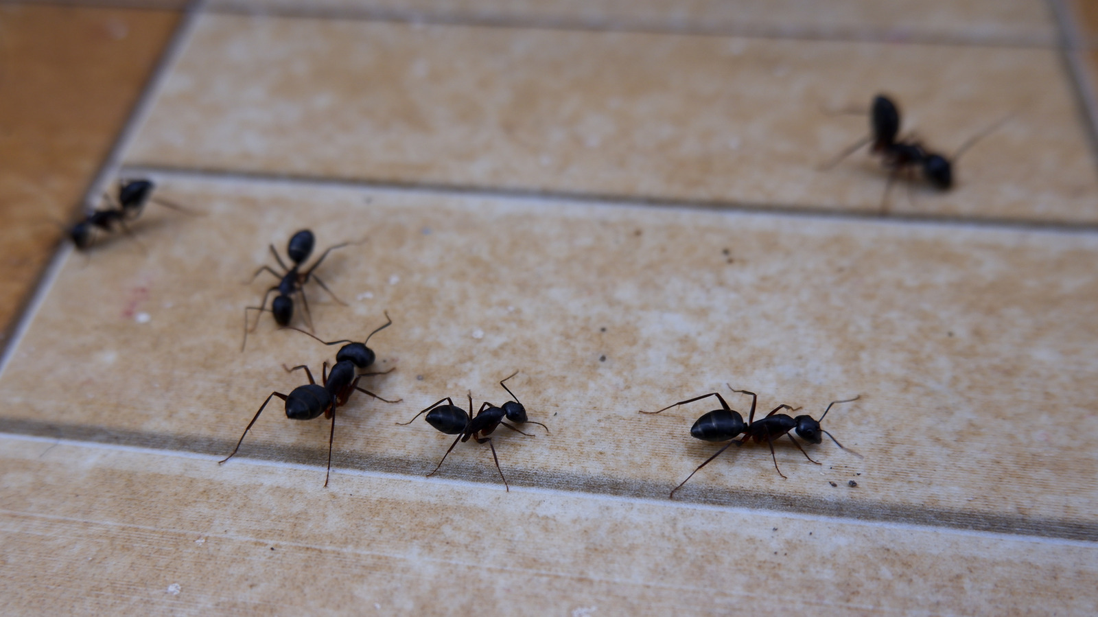 5 Things That Are Making It Easy For Ants To Wander Into Your Home