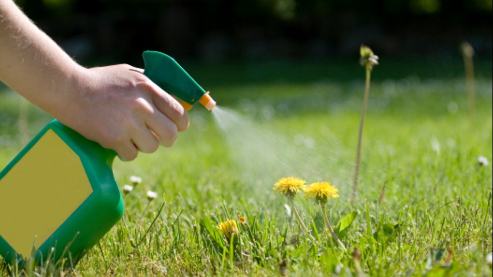 5 Weed Killer Products To Steer Clear Of (And 6 Better Alternatives)
