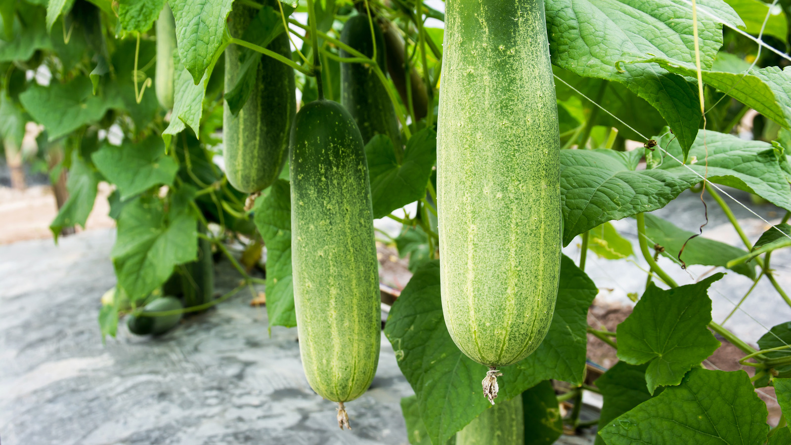 6 Issues To Know About Before Growing Cucumbers In Your Garden