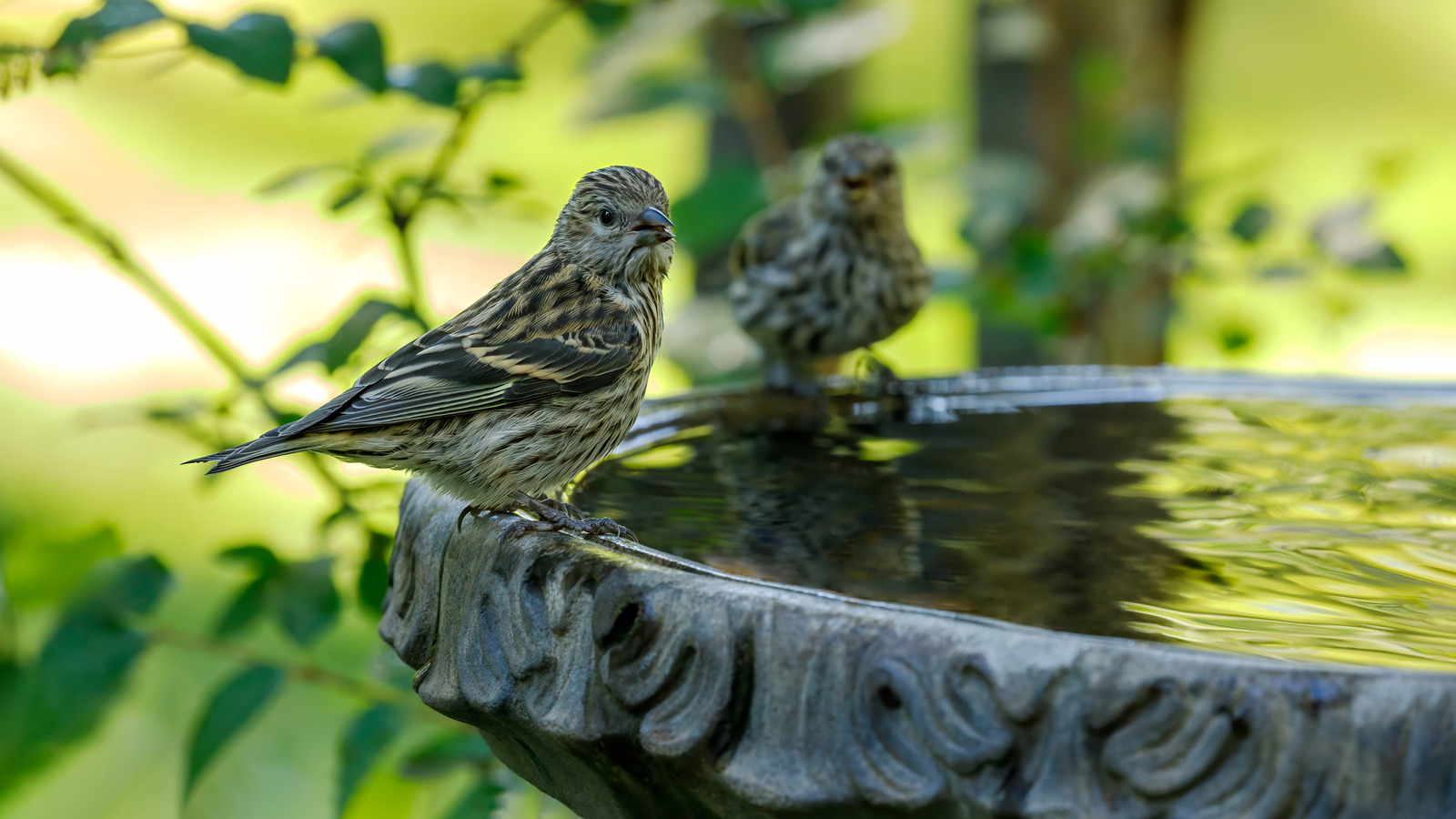 7 Best Materials For A Durable Bird Bath That Will Last