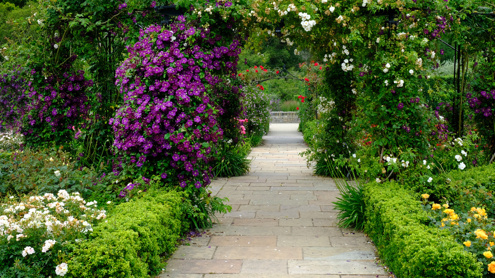 10 Beautiful Rose Bush And Clematis Vine Pairings To Try In Your Garden