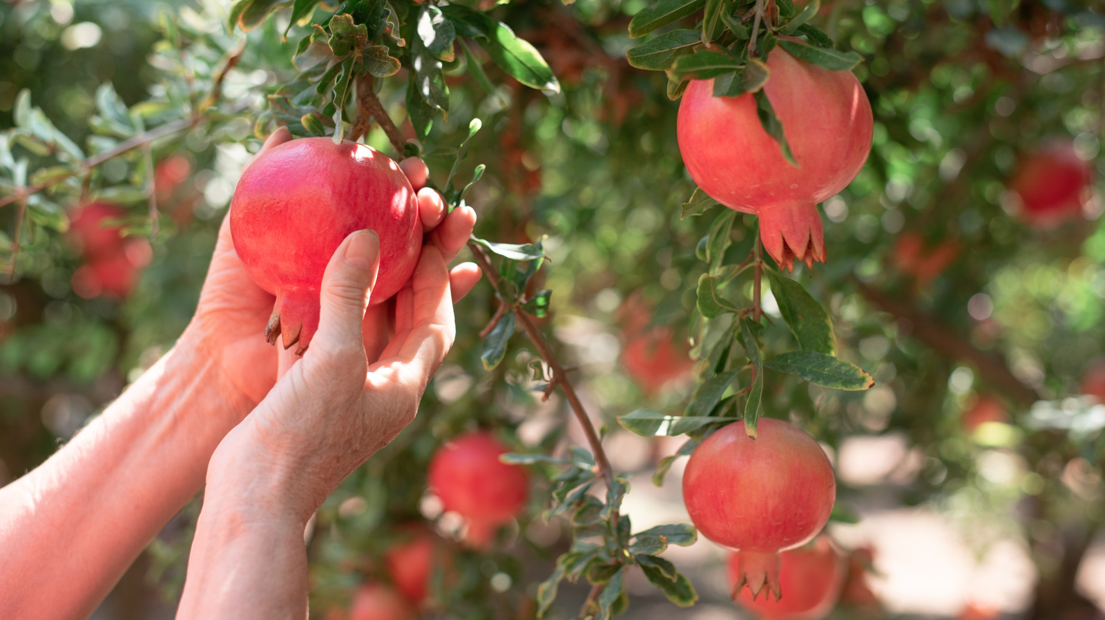 8 Best Fruit Trees To Grow For Hot And Dry Climates