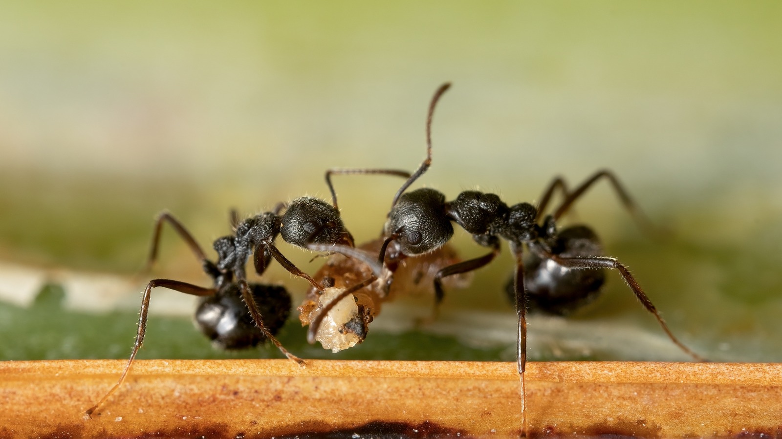 Deter ants store