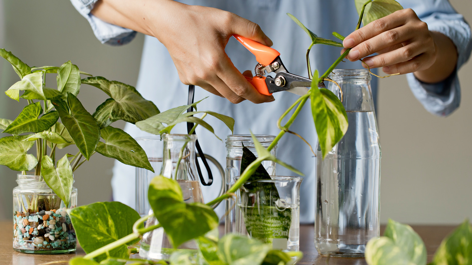 8 Easy Upcycling Ideas For Repurposing Old Jars In The Garden