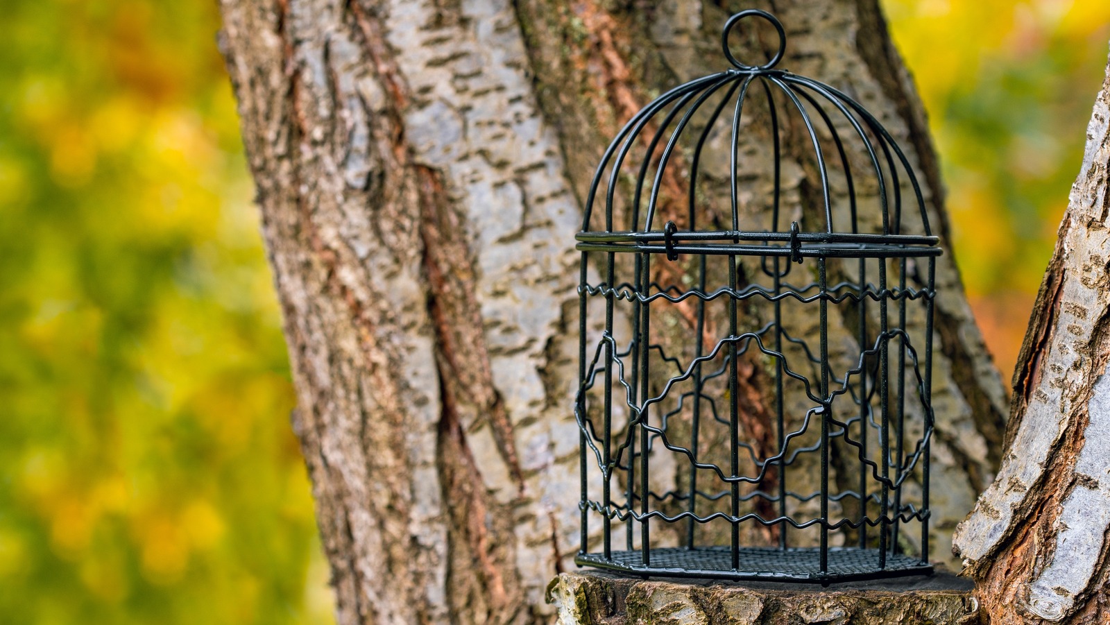 8 Innovative Ways To Repurpose Bird Cages Around Your Home & Garden