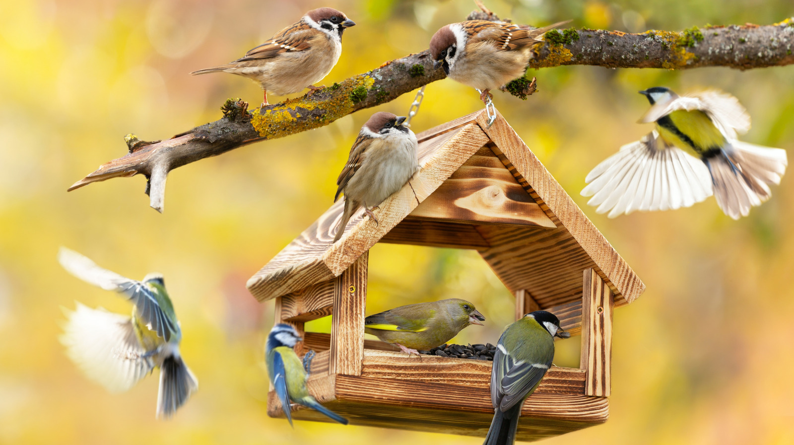8 Of The Best Places To Hang A Bird Feeder To Keep Feathered Friends Safe