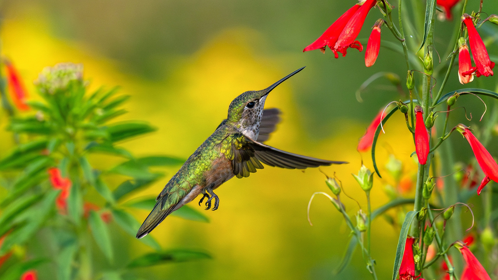 8 Spring Flowers You Can Start Growing From Seed In Winter To Attract ...