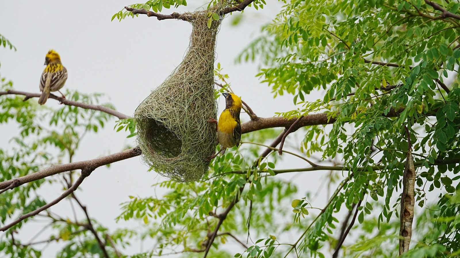8 Types Of Bird's Nests You Should Never Remove From Your Yard