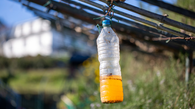 8 Ways To Get Rid Of Yellowjackets 8 Ways To Get Rid Of Yellowjackets