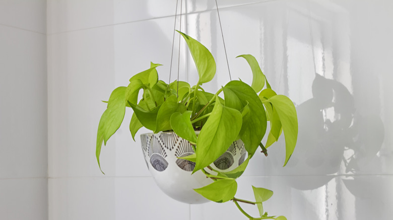 9 Best Planter Types That Promote Growth, Energy, And Stability ...